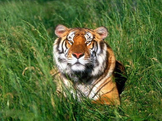 Year Of The Tiger | PPS