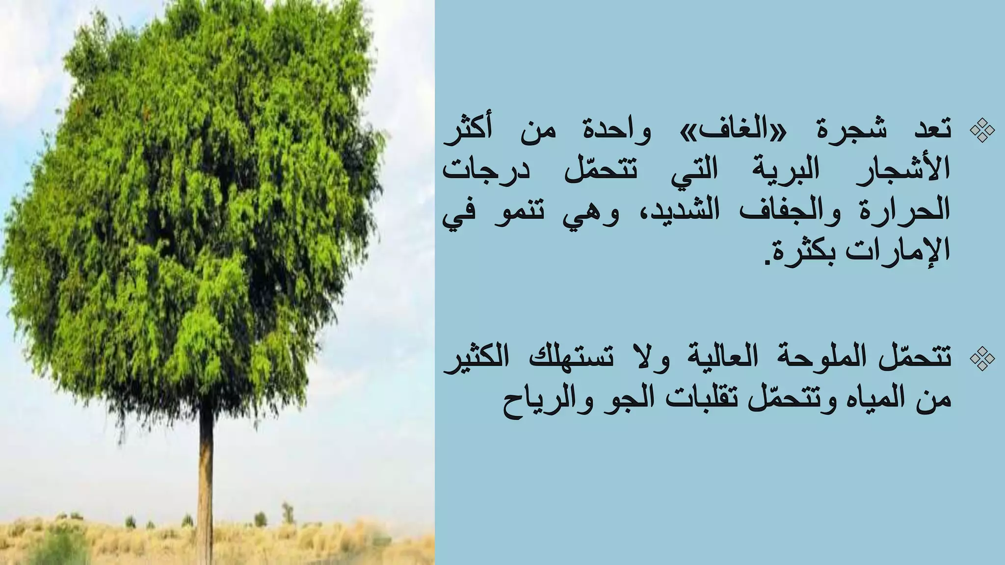 Year of tolerance uae Bashar Malkawi | PPTX