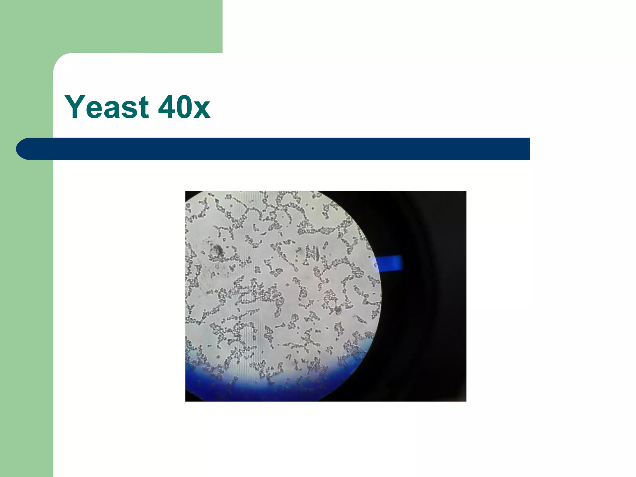 Yeast | PPT
