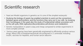 Yeasts and their uses | PPTX