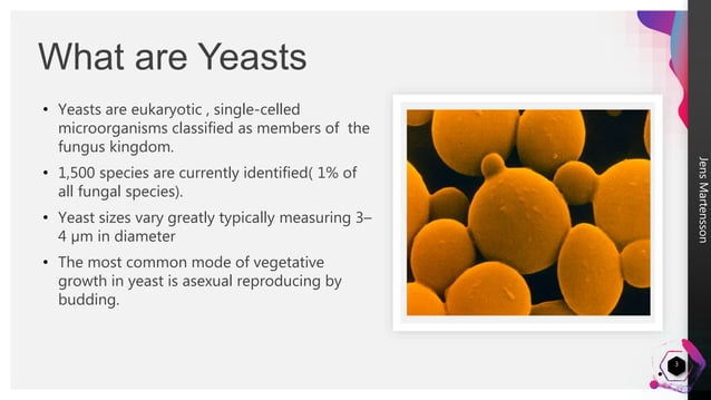Yeasts and their uses | PPTX