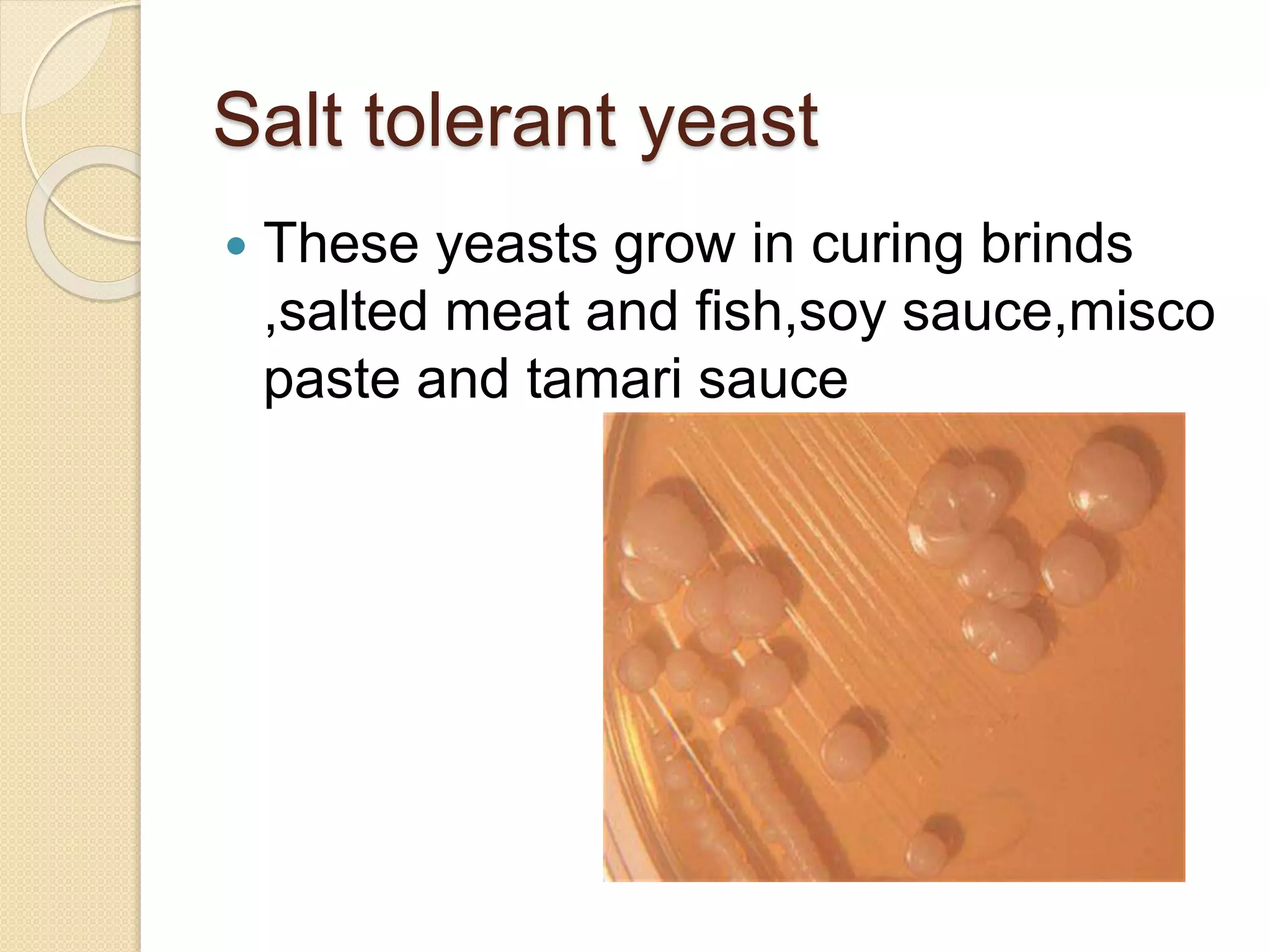 Yeast | PPTX