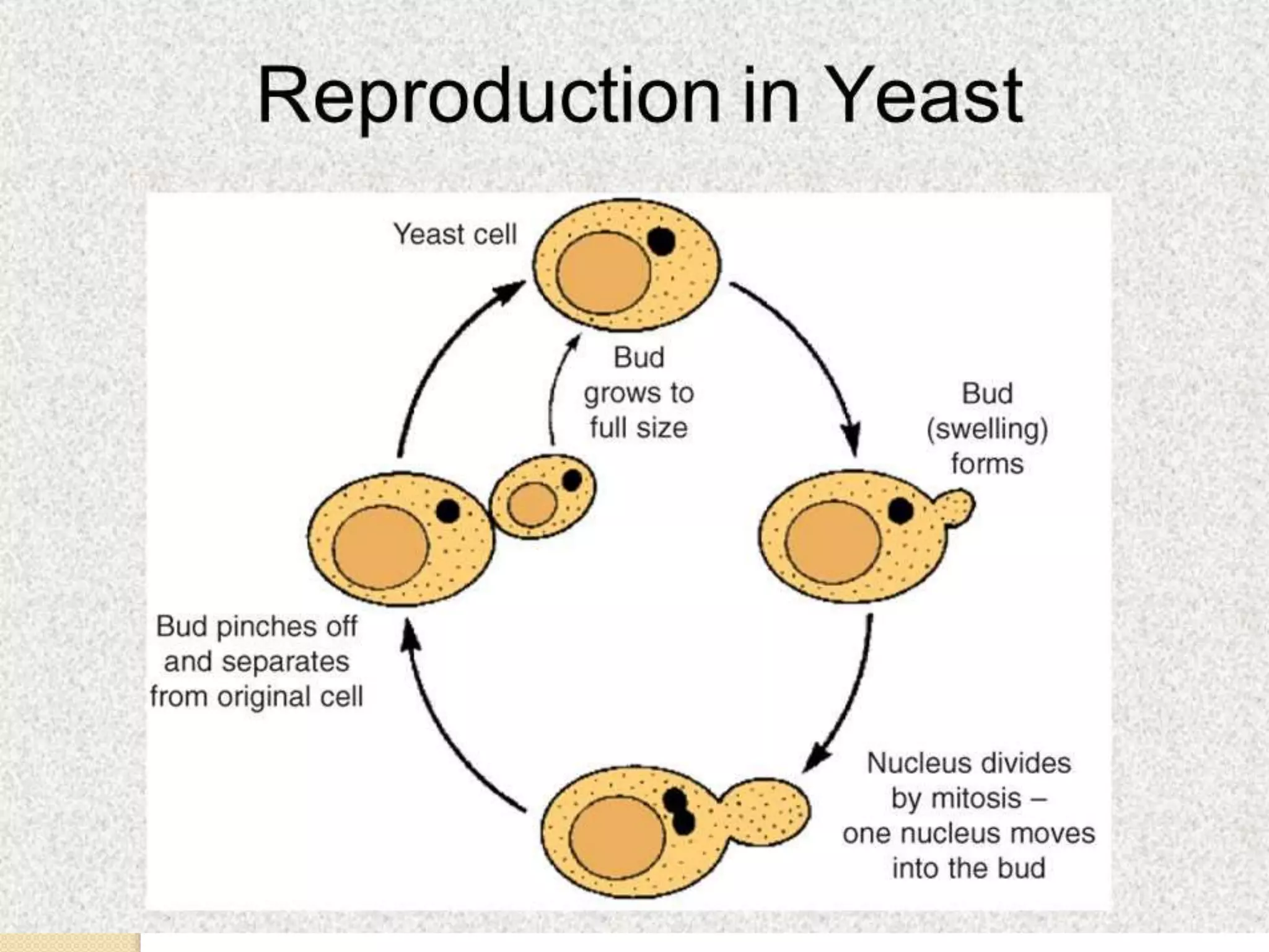 Yeast | PPTX