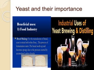 Yeast | PPTX