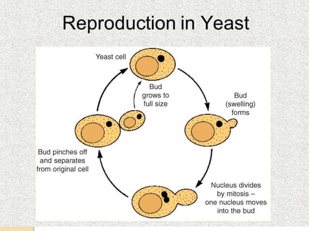 Yeast | PPTX