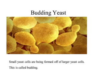 Yeast | PPTX
