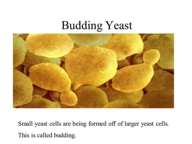 Yeast | PPTX