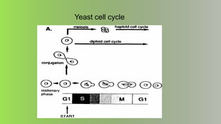 Yeast | PPTX