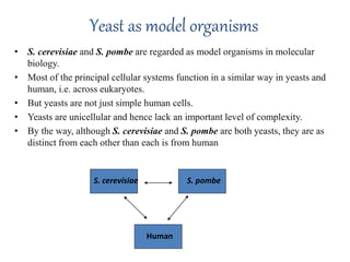 yeast.pdf