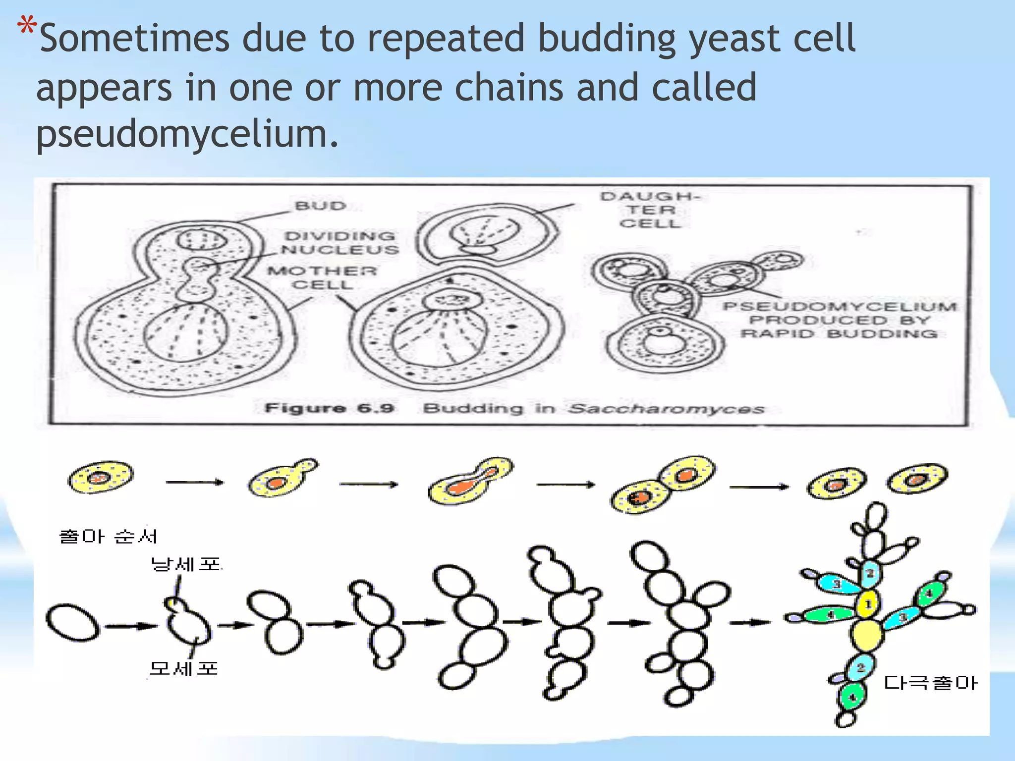 Yeast.pptx