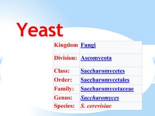 Fungi Kingdom Yeast