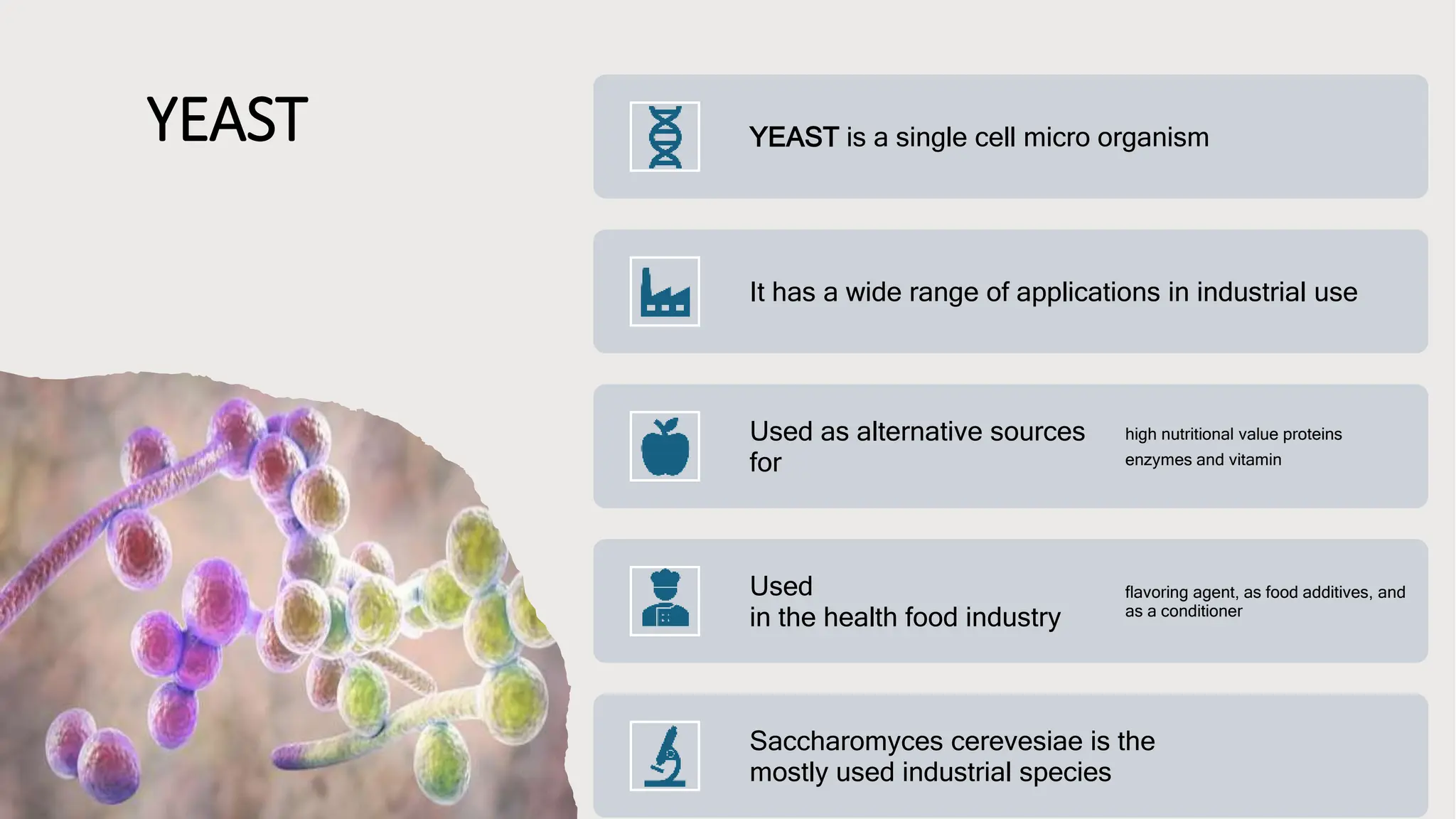 Yeast all about and its details in presentation | PPTX
