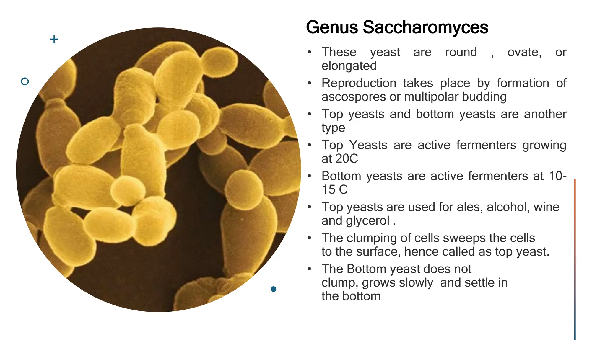 Yeast all about and its details in presentation | PPTX