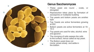 Yeast all about and its details in presentation | PPTX