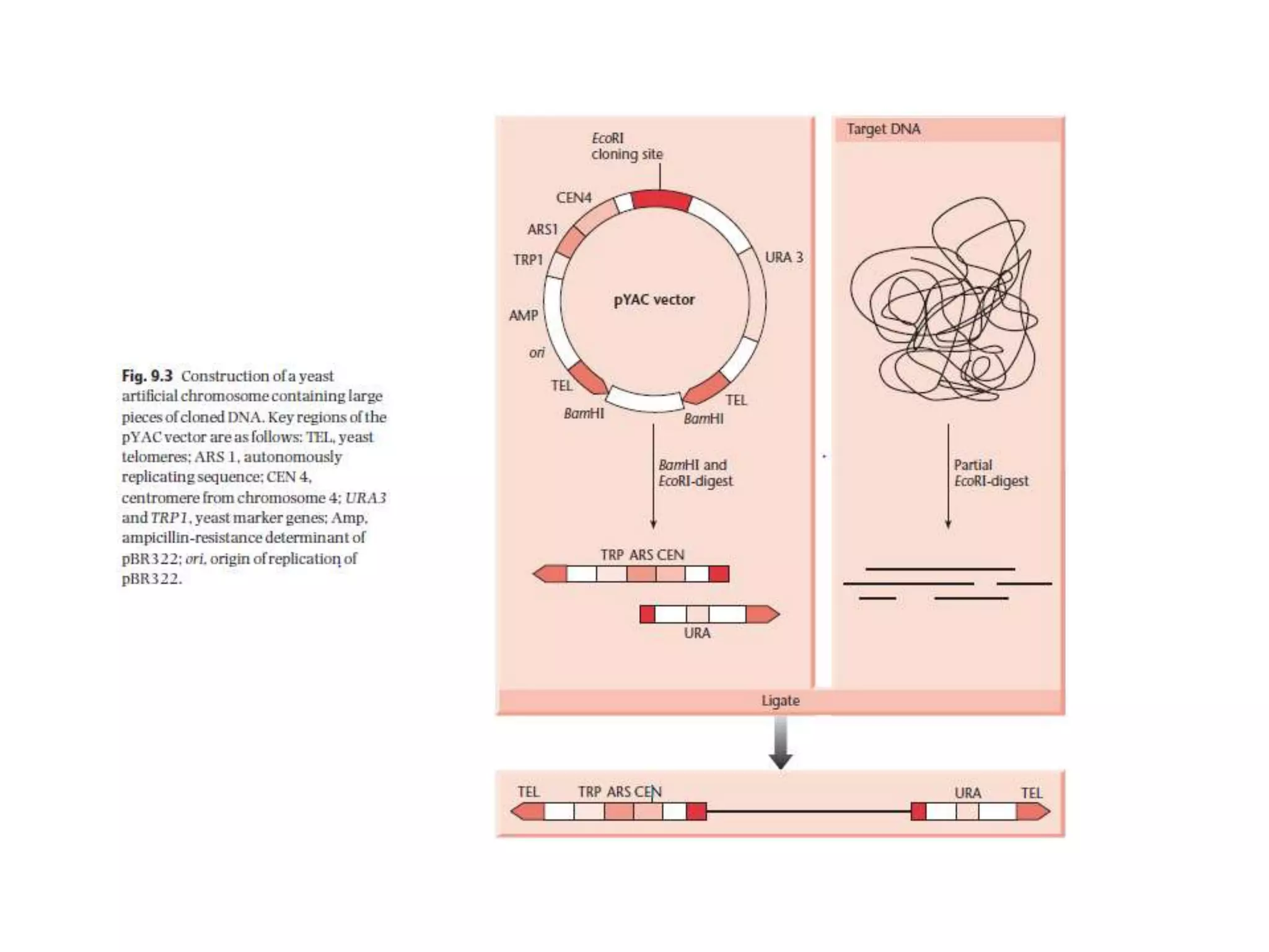 cloning and expression system in yeast | PPTX