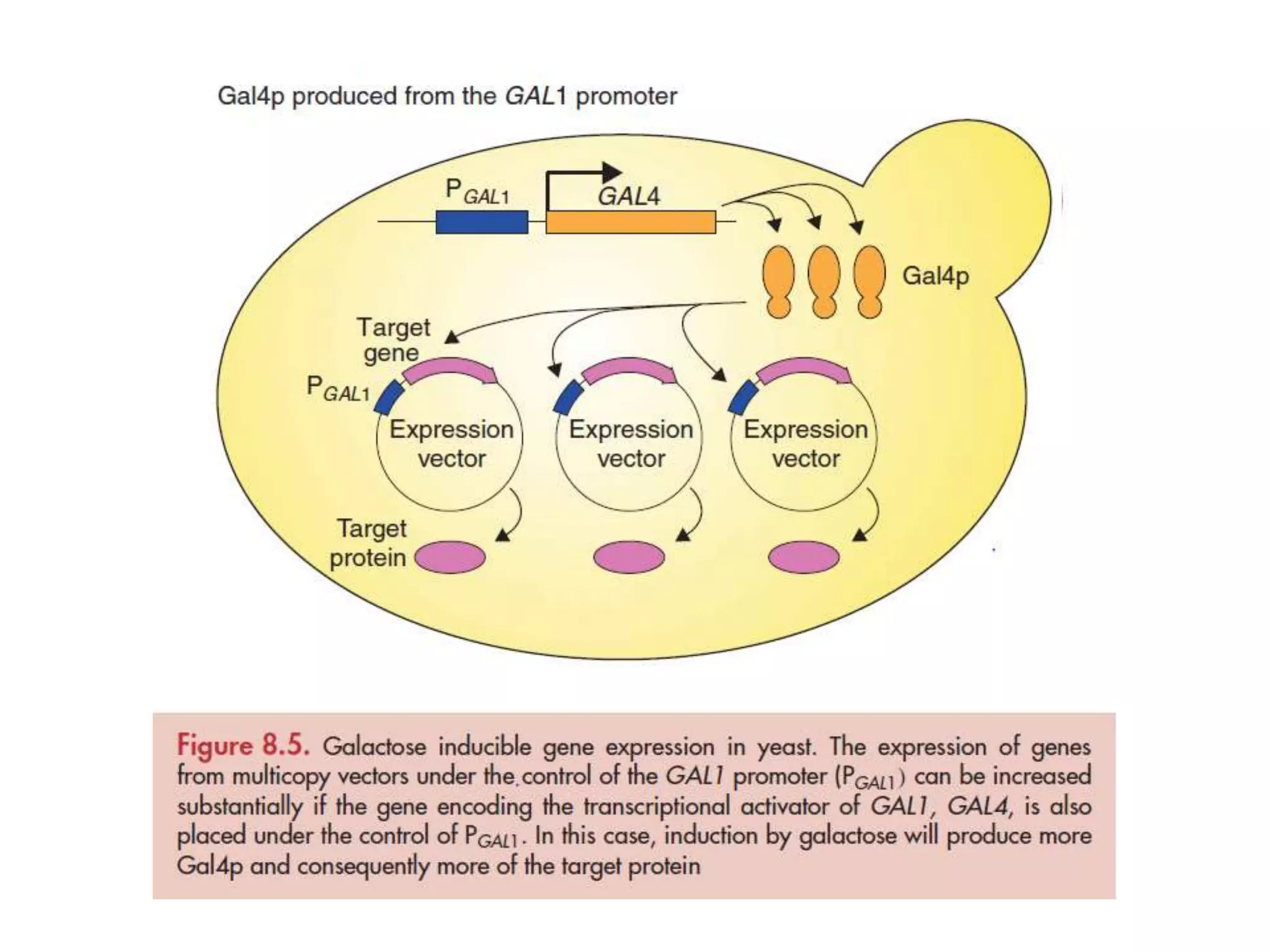 cloning and expression system in yeast | PPTX