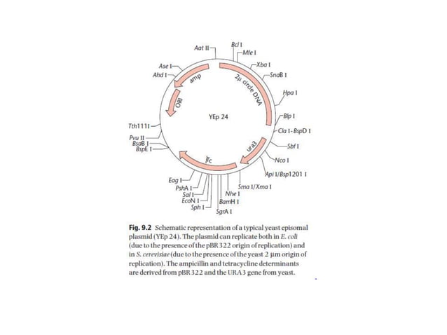 cloning and expression system in yeast | PPTX
