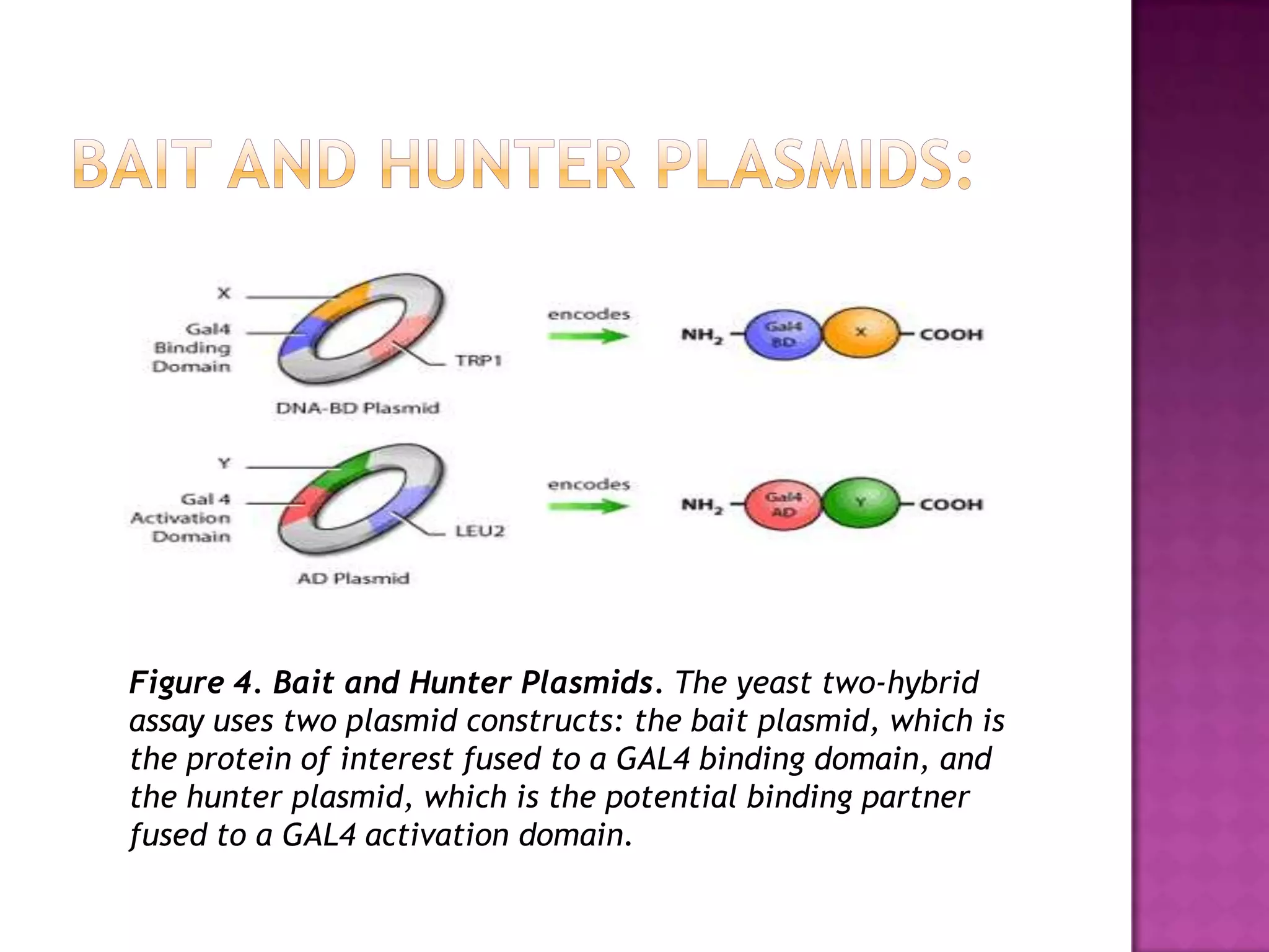 Yeast 2 hybrid system ppt by meera qaiser | PPTX