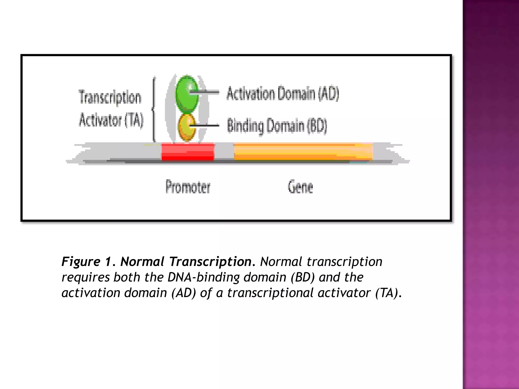 Yeast 2 hybrid system ppt by meera qaiser | PPTX