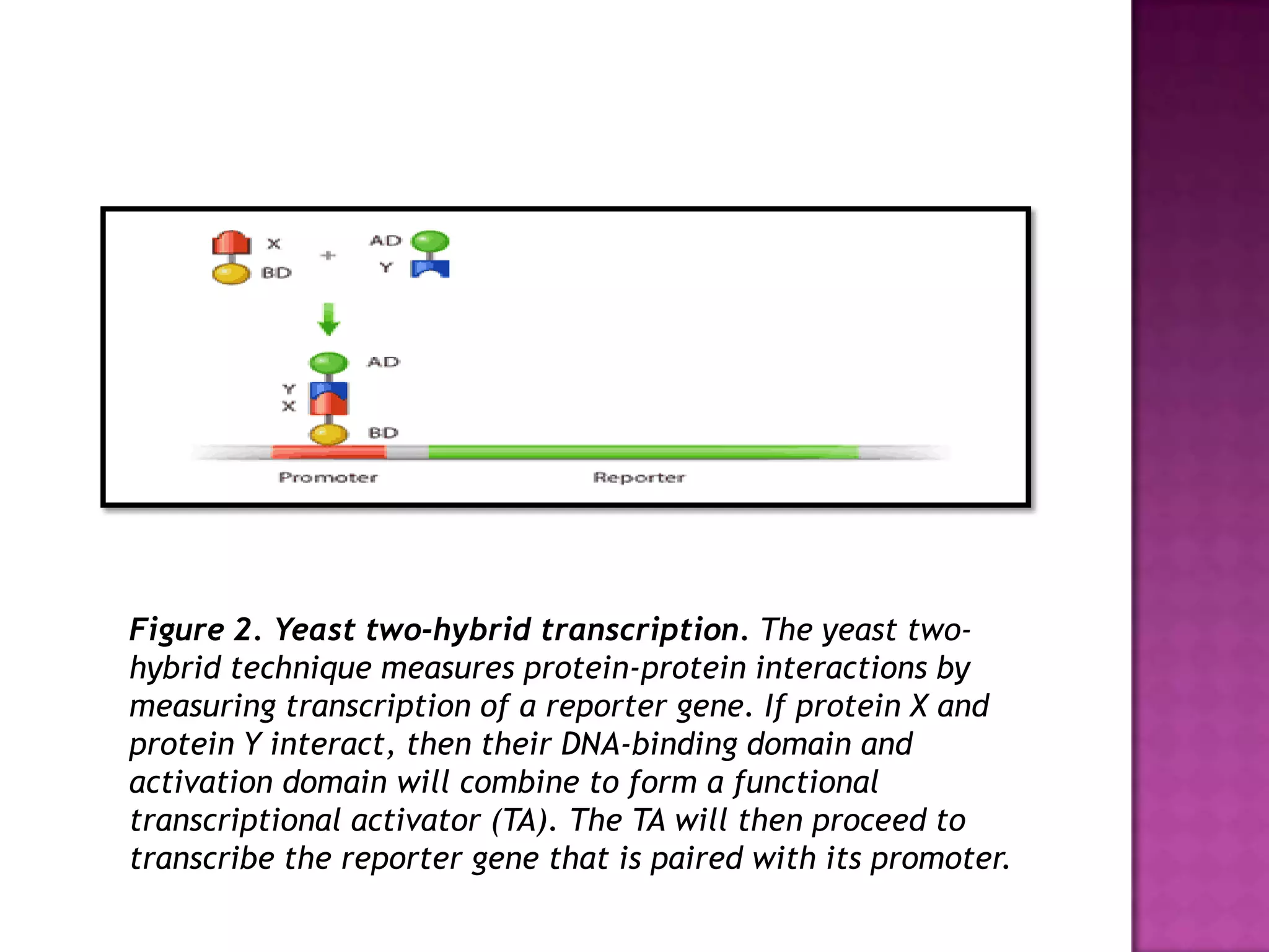 Yeast 2 hybrid system ppt by meera qaiser | PPTX