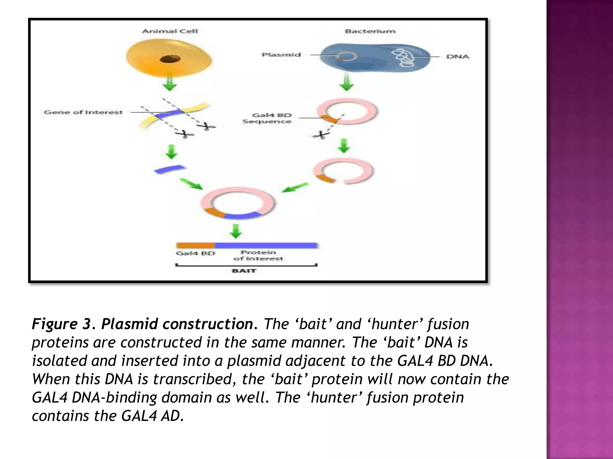Yeast 2 hybrid system ppt by meera qaiser | PPTX