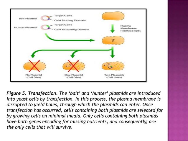 Yeast 2 hybrid system ppt by meera qaiser | PPTX | Biological Sciences ...