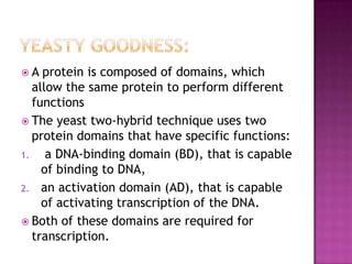 Yeast 2 hybrid system ppt by meera qaiser | PPTX | Biological Sciences ...