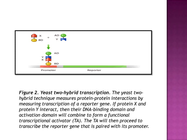 Yeast 2 hybrid system ppt by meera qaiser | PPTX | Biological Sciences ...