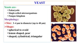 Yeast and mold- By Alka Kumari, Assistant Professor | PPT