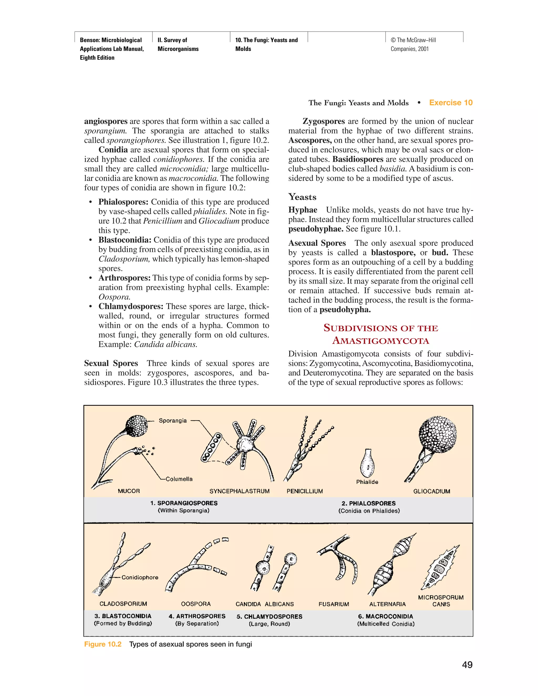 Yeast and molds | PDF
