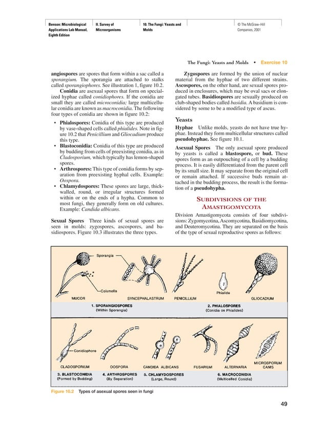 Yeast and molds | PDF