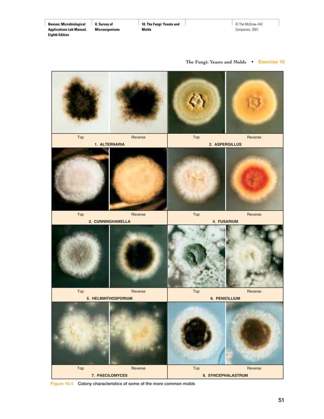 Yeast and molds | PDF