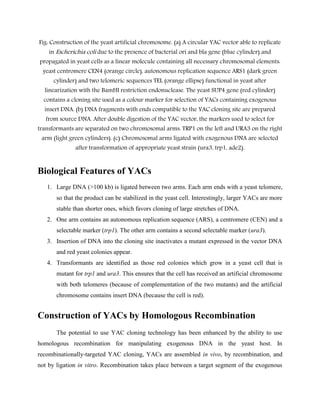 Yeast Artificial Chromosome (YAC) | PDF