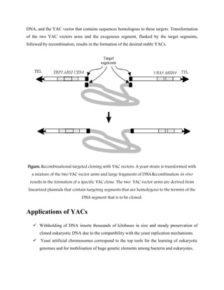 Yeast Artificial Chromosome (YAC) | PDF