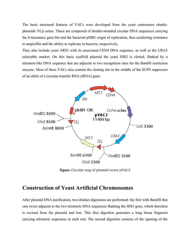 Yeast Artificial Chromosome (YAC) Yeast Artificial Chromosome (YAC)