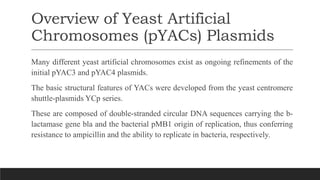 Yeast Artificial Chromosome | PPT