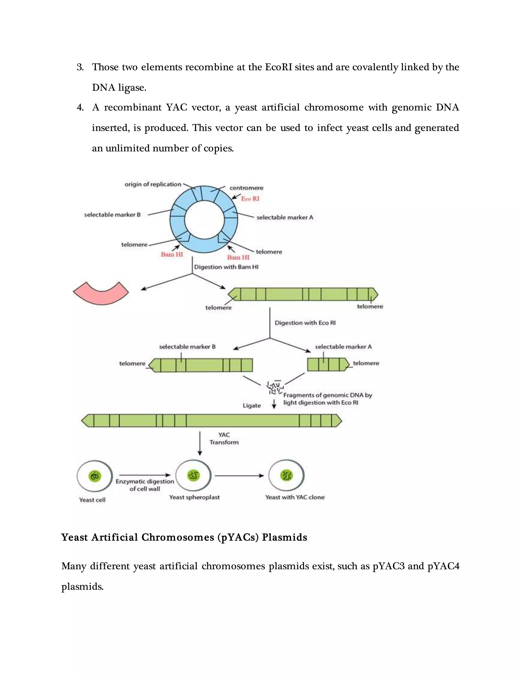 Yeast artificial chromosomes | DOCX