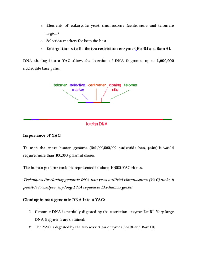 Yeast artificial chromosomes | DOCX | Genetics | Science
