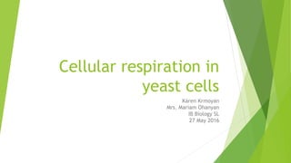 Yeast cellular respiration lab report (karen krmoyan) (1) | PPTX