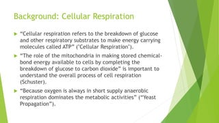 Yeast cellular respiration lab report (karen krmoyan) (1) | PPTX