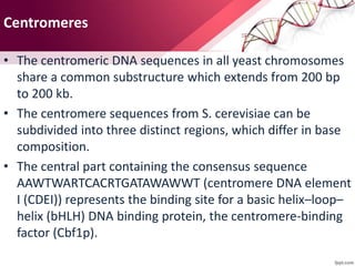 Yeast chromosome structure and function | PPT