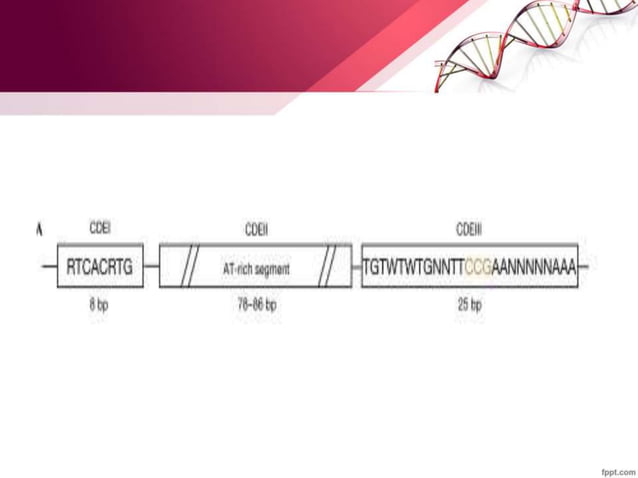 Yeast chromosome structure and function | PPT