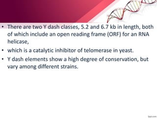 Yeast chromosome structure and function | PPT