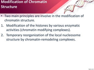 Yeast chromosome structure and function | PPT