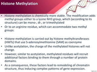 Yeast chromosome structure and function | PPT
