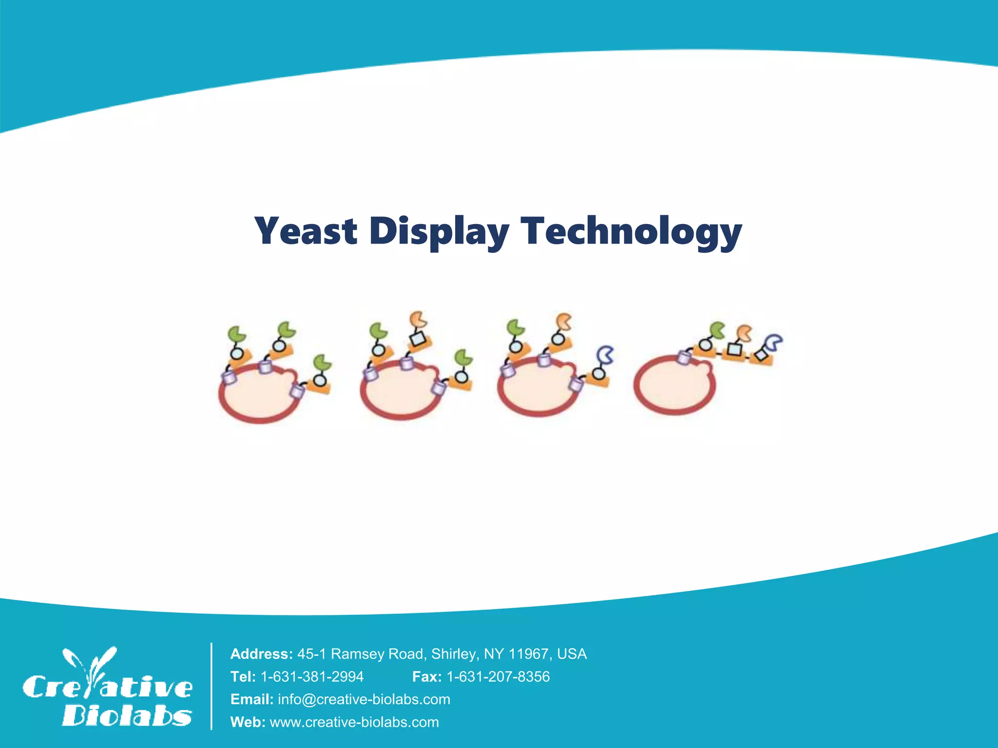 Yeast Display Technology - Creative Biolabs | PPTX