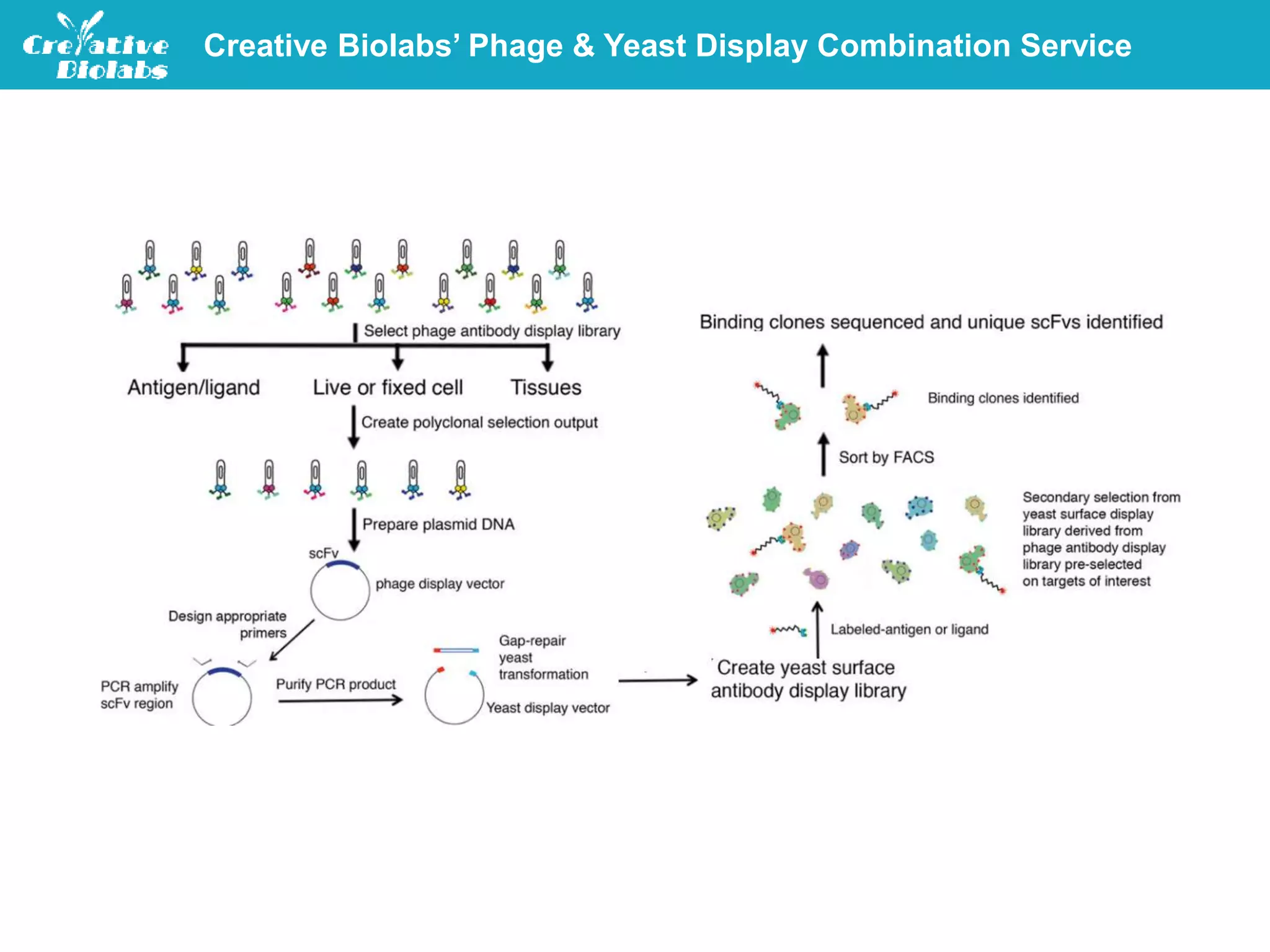 Yeast Display Technology - Creative Biolabs | PPTX