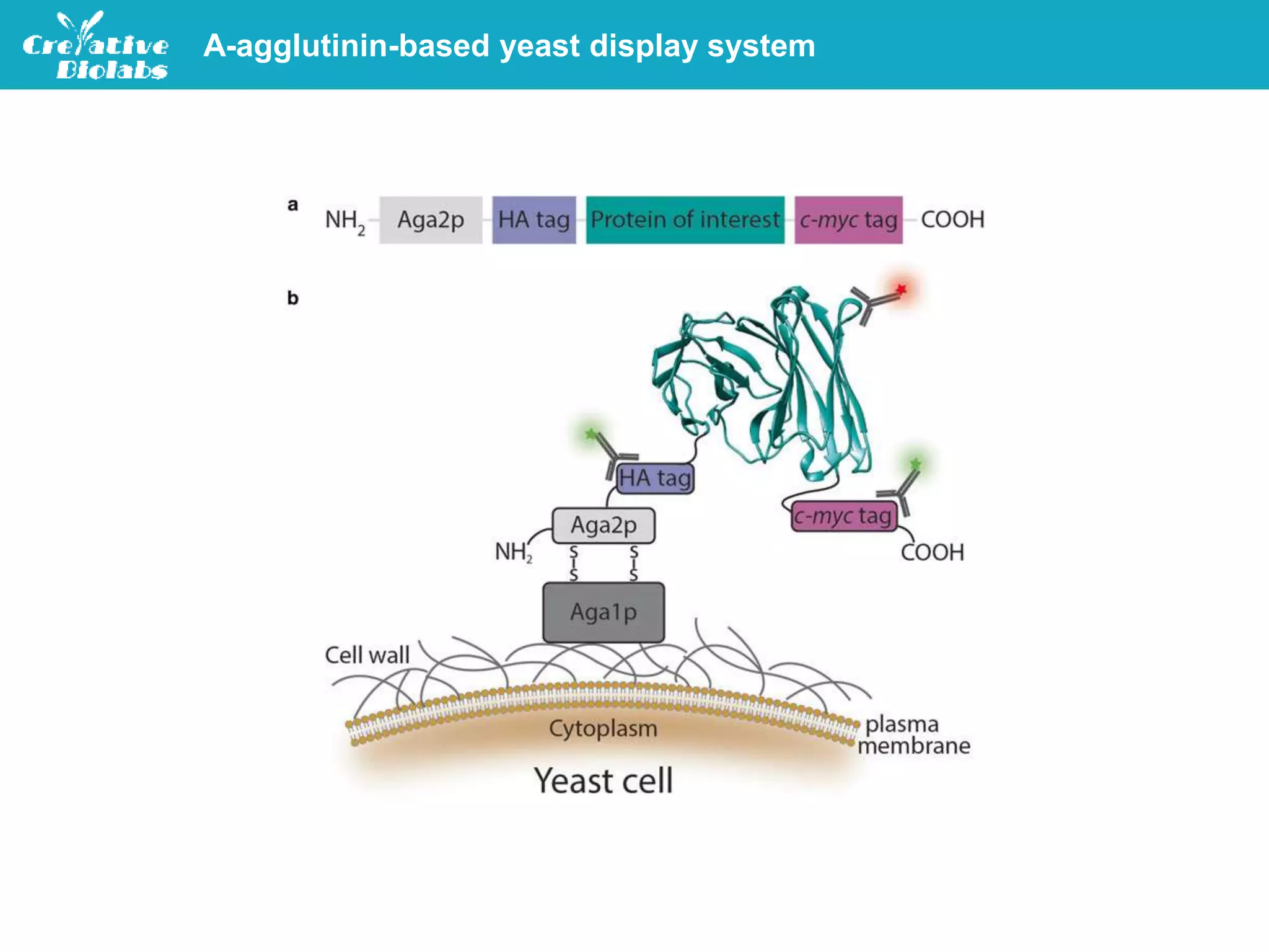 Yeast Display Technology - Creative Biolabs | PPTX