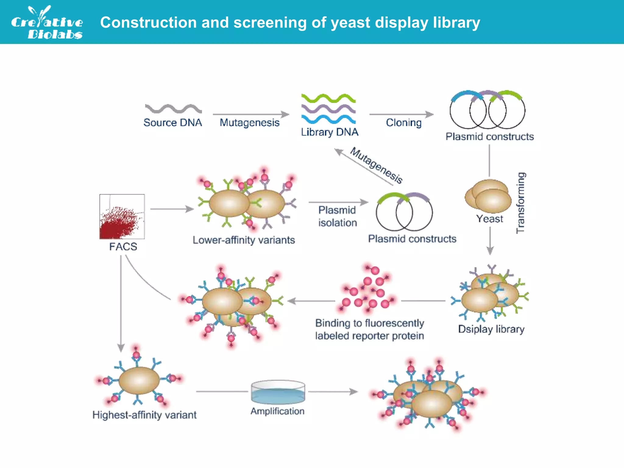 Yeast Display Technology - Creative Biolabs | PPTX