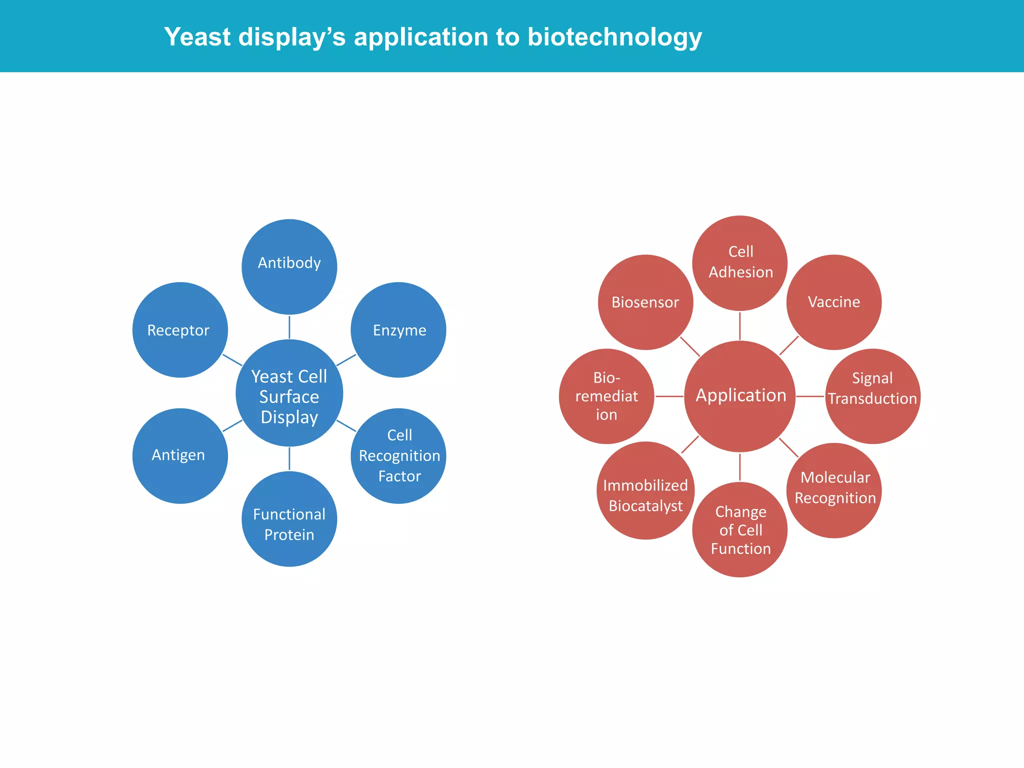 Yeast Display Technology - Creative Biolabs | PPTX
